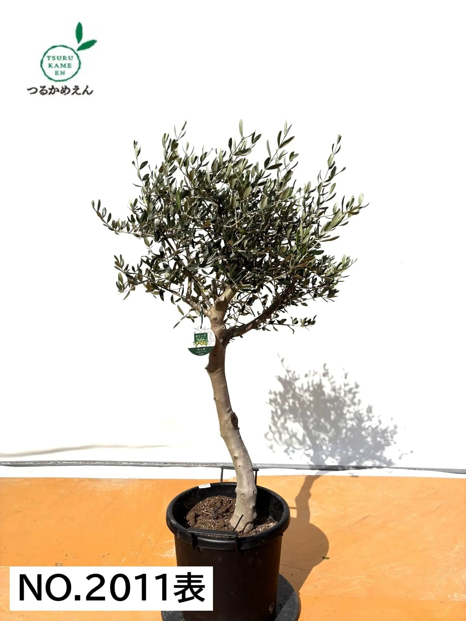 NEWルッカ（オリーブの木）｜XLサイズ｜No.2011｜約130cm｜人気・寒冷地OK・大型商品 - 株式会社鶴亀園
