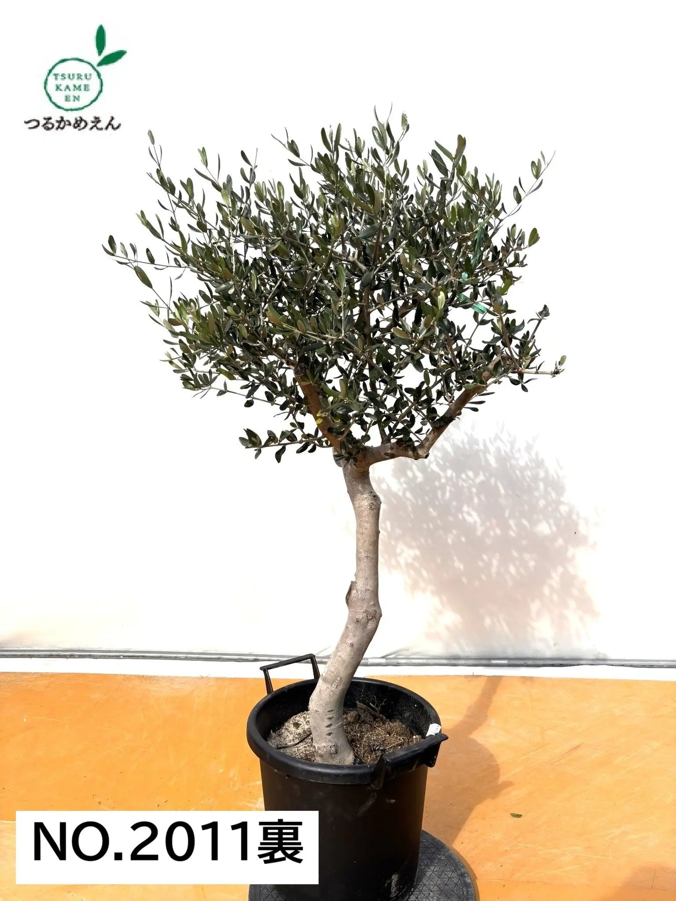 NEWルッカ（オリーブの木）｜XLサイズ｜No.2011｜約130cm｜人気・寒冷地OK・大型商品 - 株式会社鶴亀園