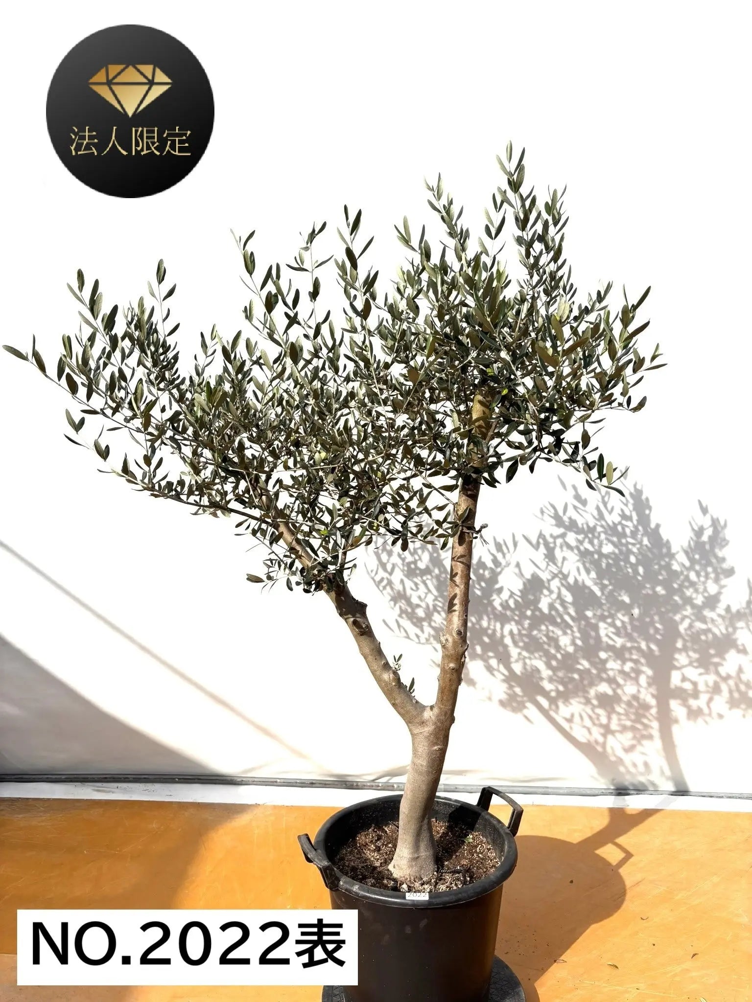 NEW【法人限定】ルッカ（オリーブの木）｜XLサイズ｜NO.2022｜約150cm｜人気・寒冷地OK - 株式会社鶴亀園